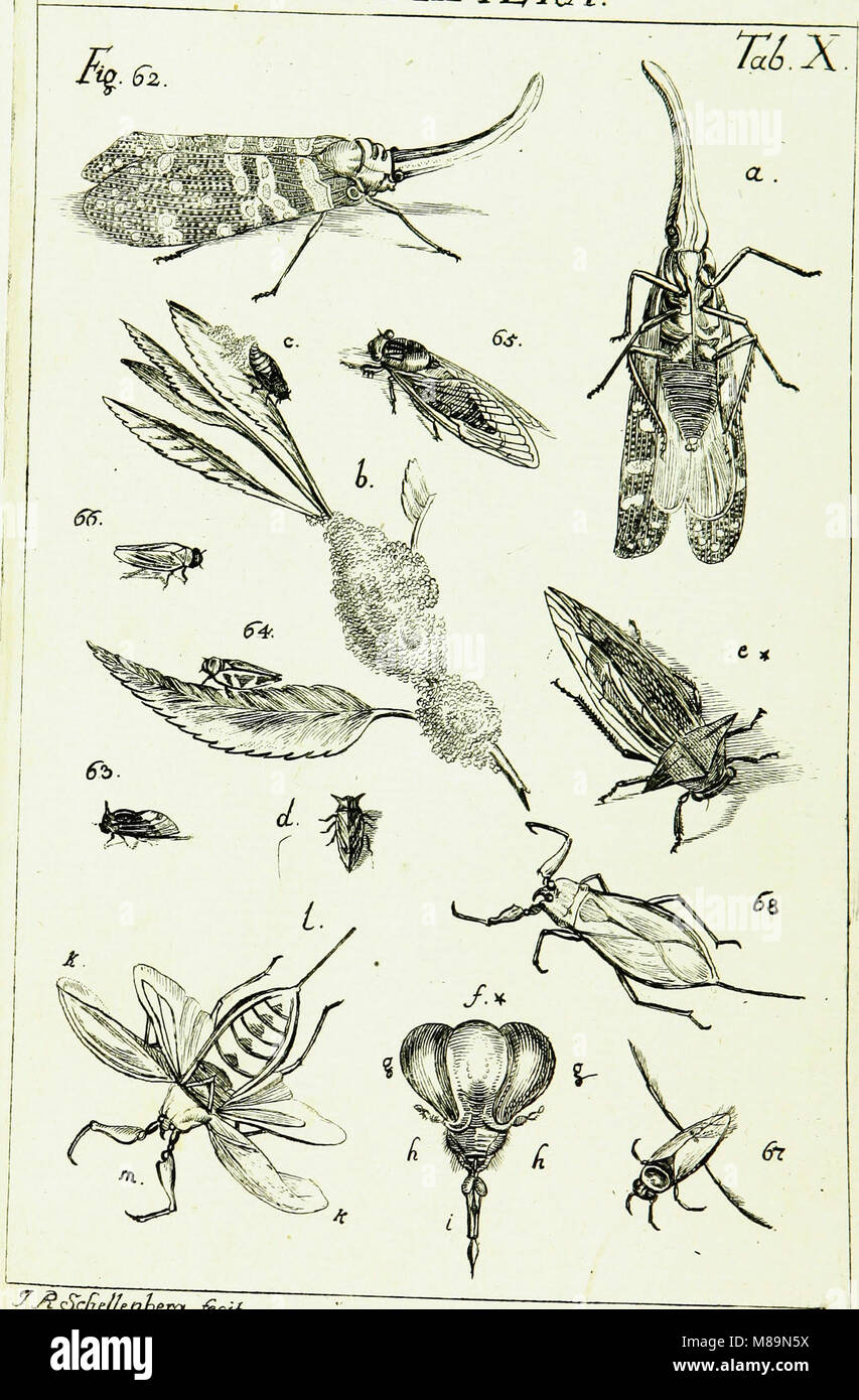 'Die Kennzeichen der Insekten' (1761) by Karl Linnaeus discusses the ...