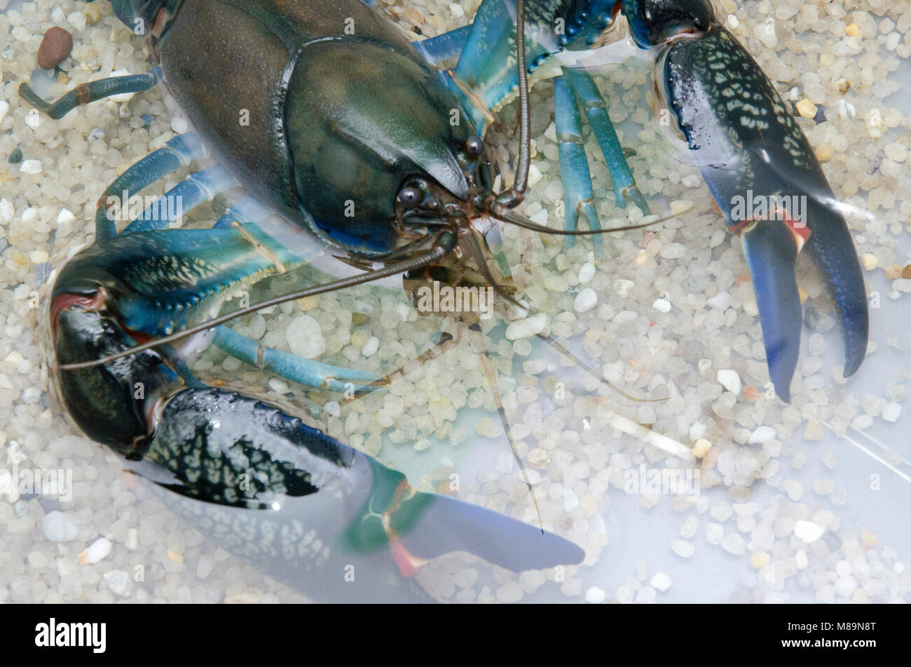 Yabby hi-res stock photography and images - Alamy
