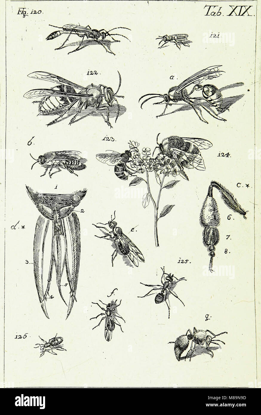 This 1761 work, based on the guidance of Swedish botanist Carl Linnaeus ...