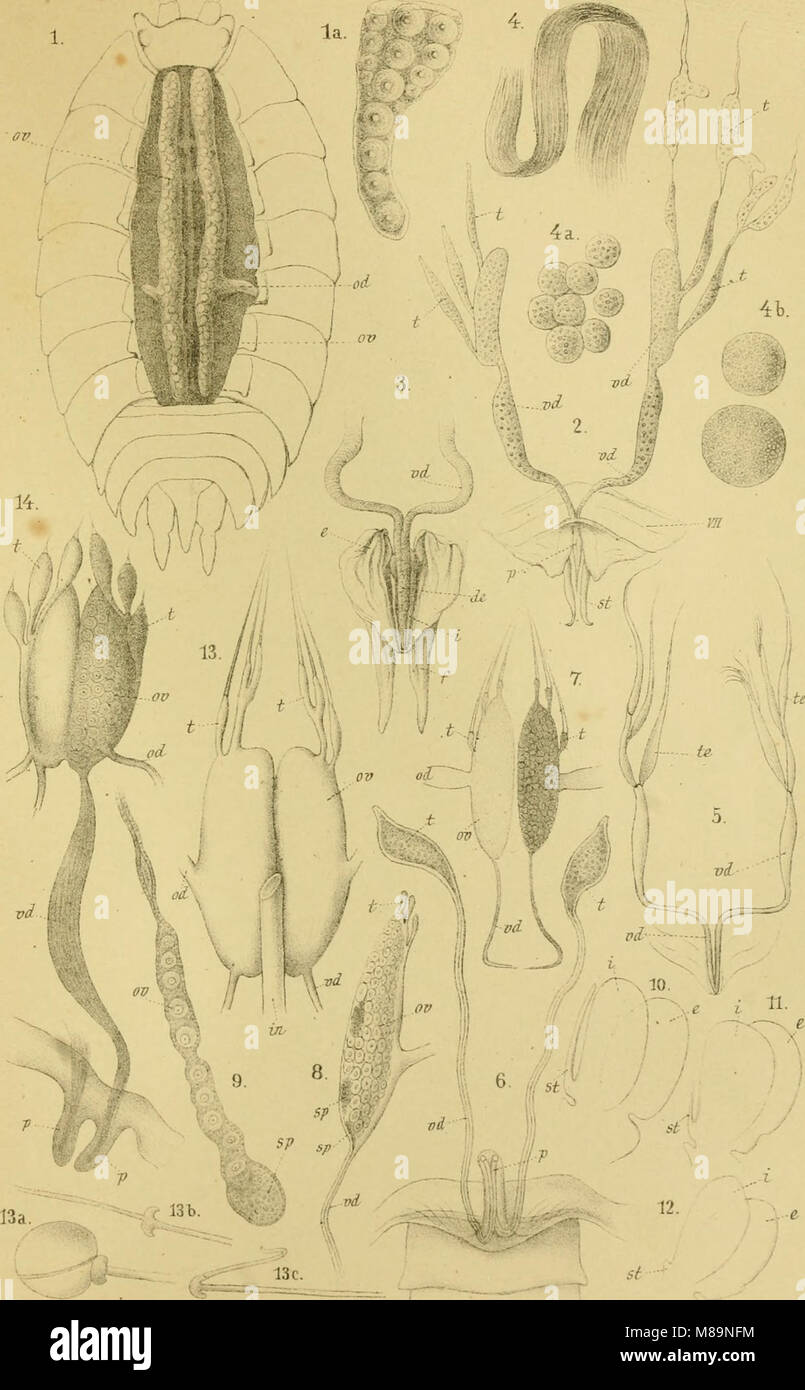 Die Klassen und Ordnungen der Arthropoden - wissenschaftlich ...