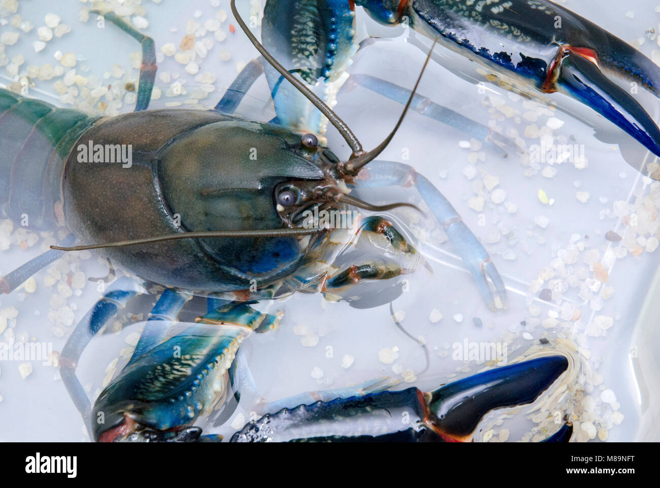 Yabby hi-res stock photography and images - Alamy