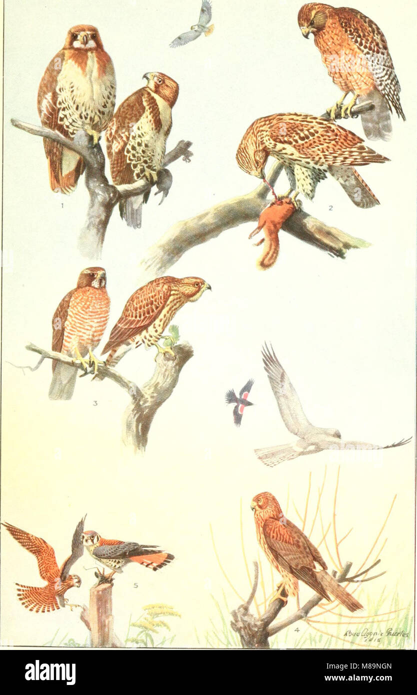 This 1919 work explores the relationship between predatory birds ...