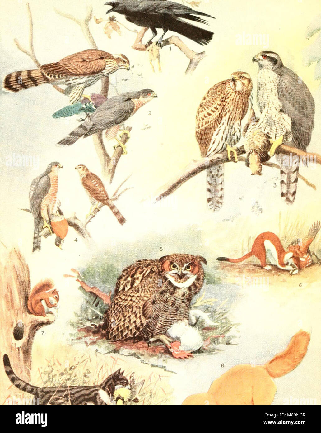 Friends and foes of wild life. A discussion of certain predacious birds ...