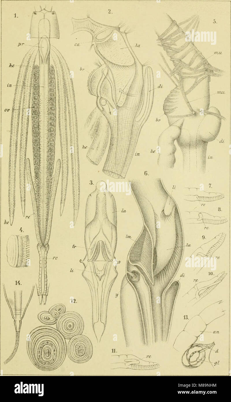 Detailed illustration presents various anatomical structures hi-res ...