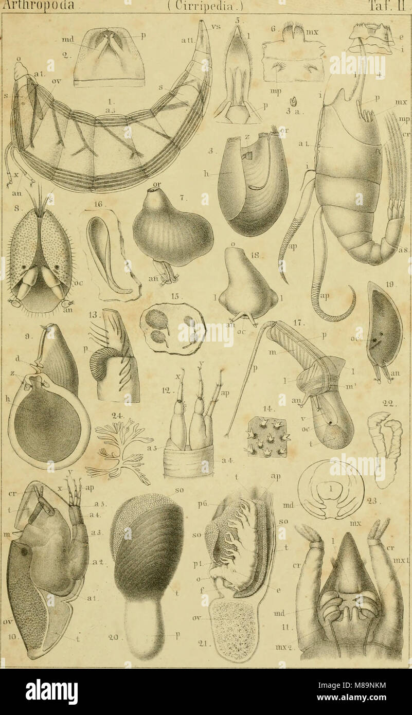 Die Klassen und Ordnungen der Arthropoden - wissenschaftlich ...