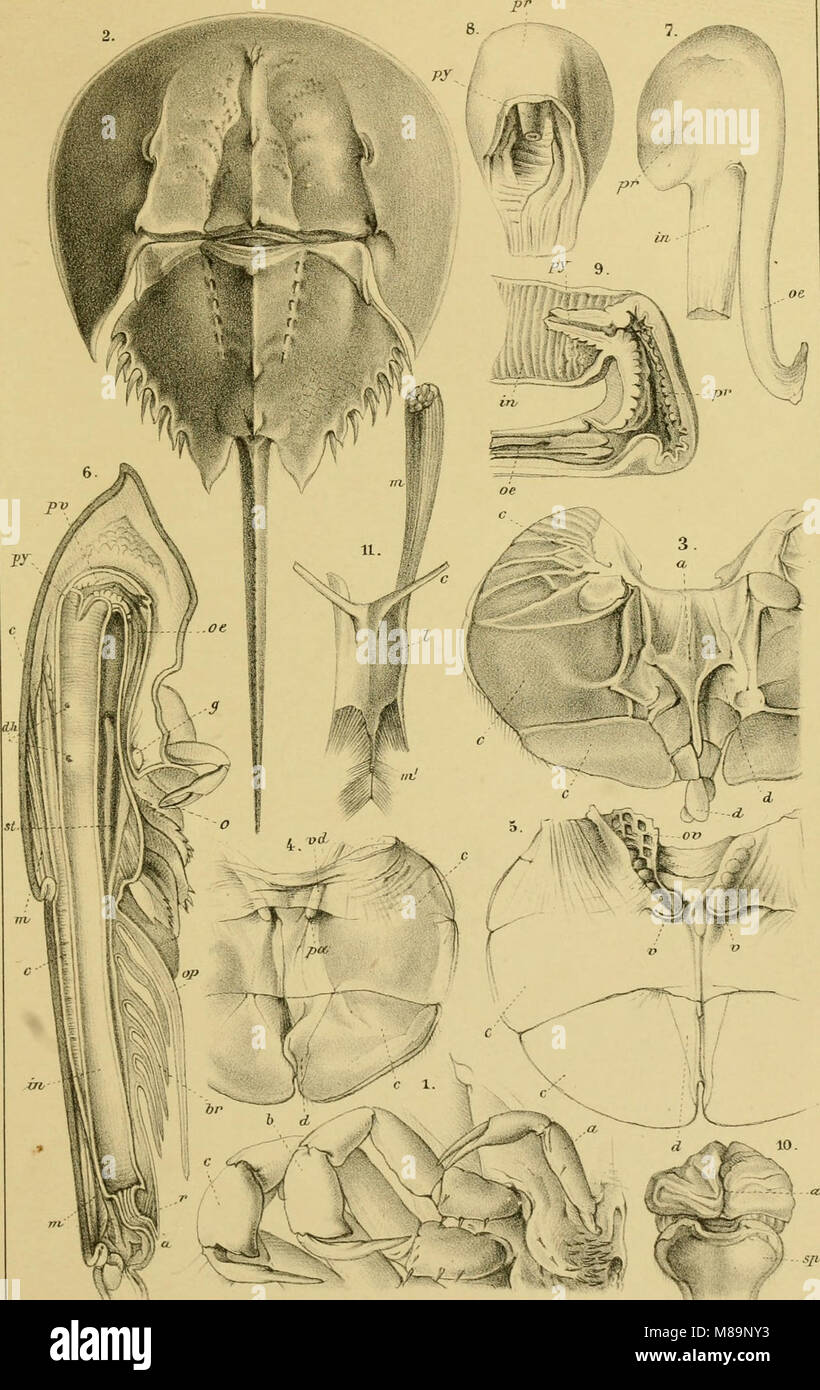 This 1866 work offers a detailed scientific presentation of arthropods ...