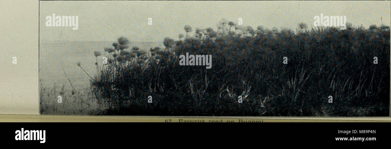 From the Congo to the Niger and the Nile - an account of The German ...