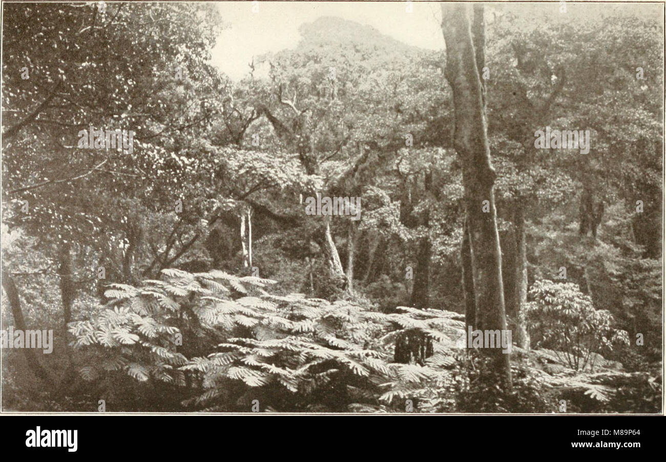 From the Congo to the Niger and the Nile - an account of The German ...