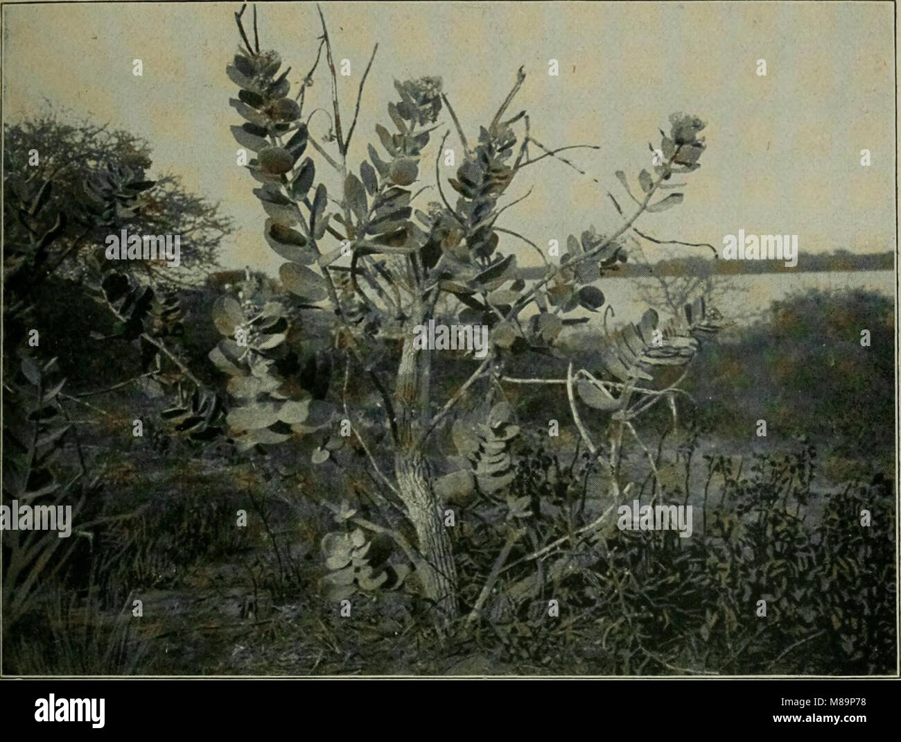 This account details the German Central African expedition of 1910-1911 ...