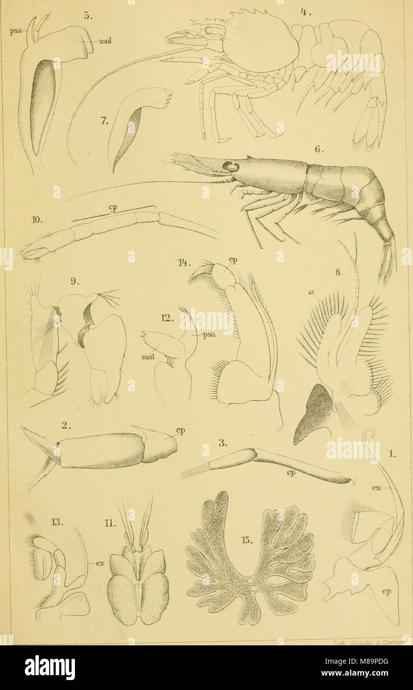 Die Klassen und Ordnungen der Arthropoden - wissenschaftlich ...