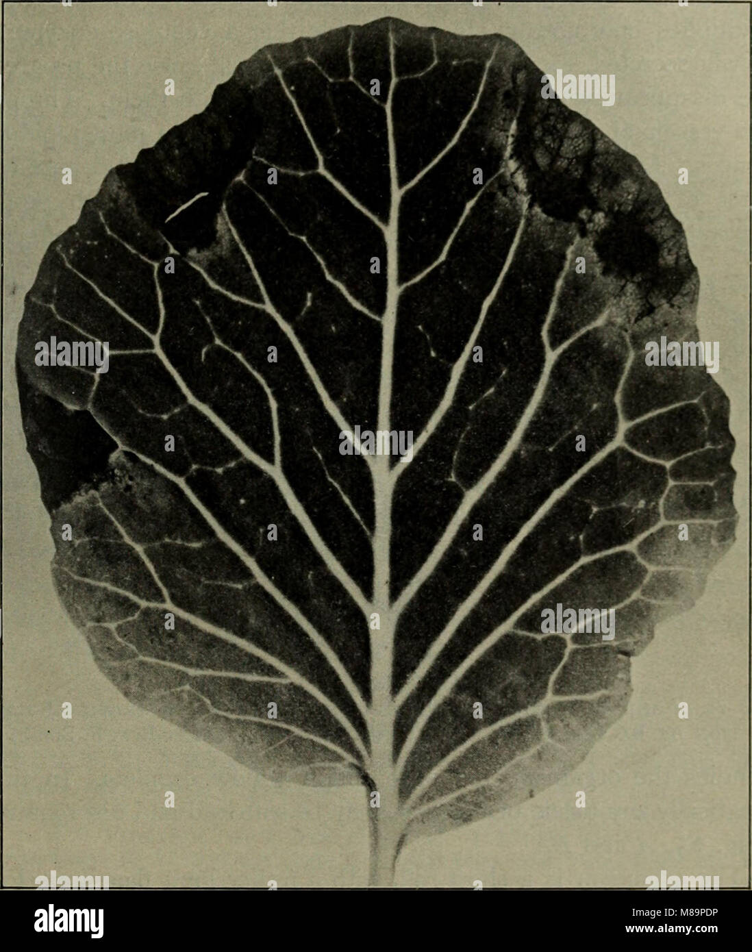 Fungous diseases of plants, with chapters on physiology, culture ...