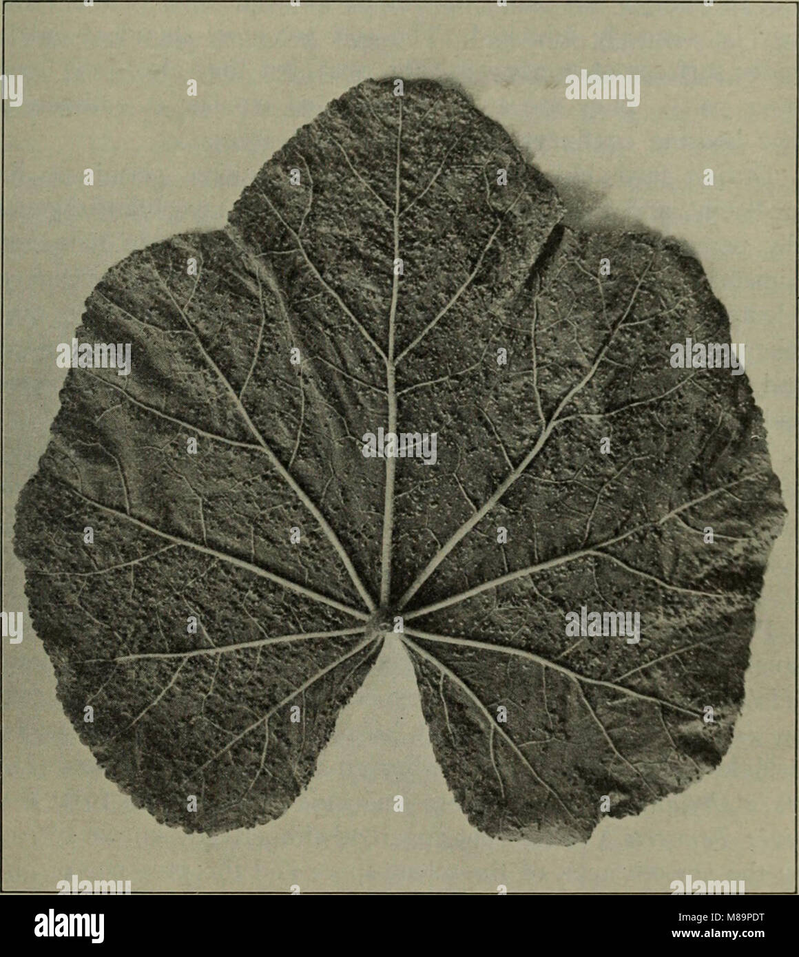 Fungous diseases of plants, with chapters on physiology, culture ...