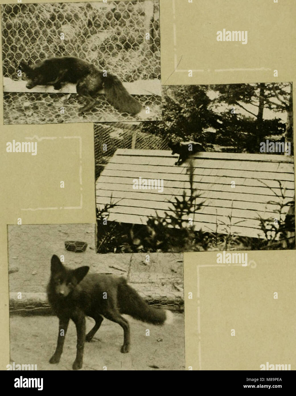 'Fur-farming in Canada' (1914) explores the fur trade and farming ...