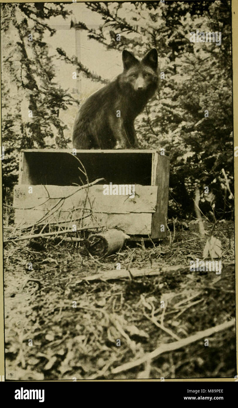 Fur-farming in Canada (1914) (14760611981 Stock Photo - Alamy