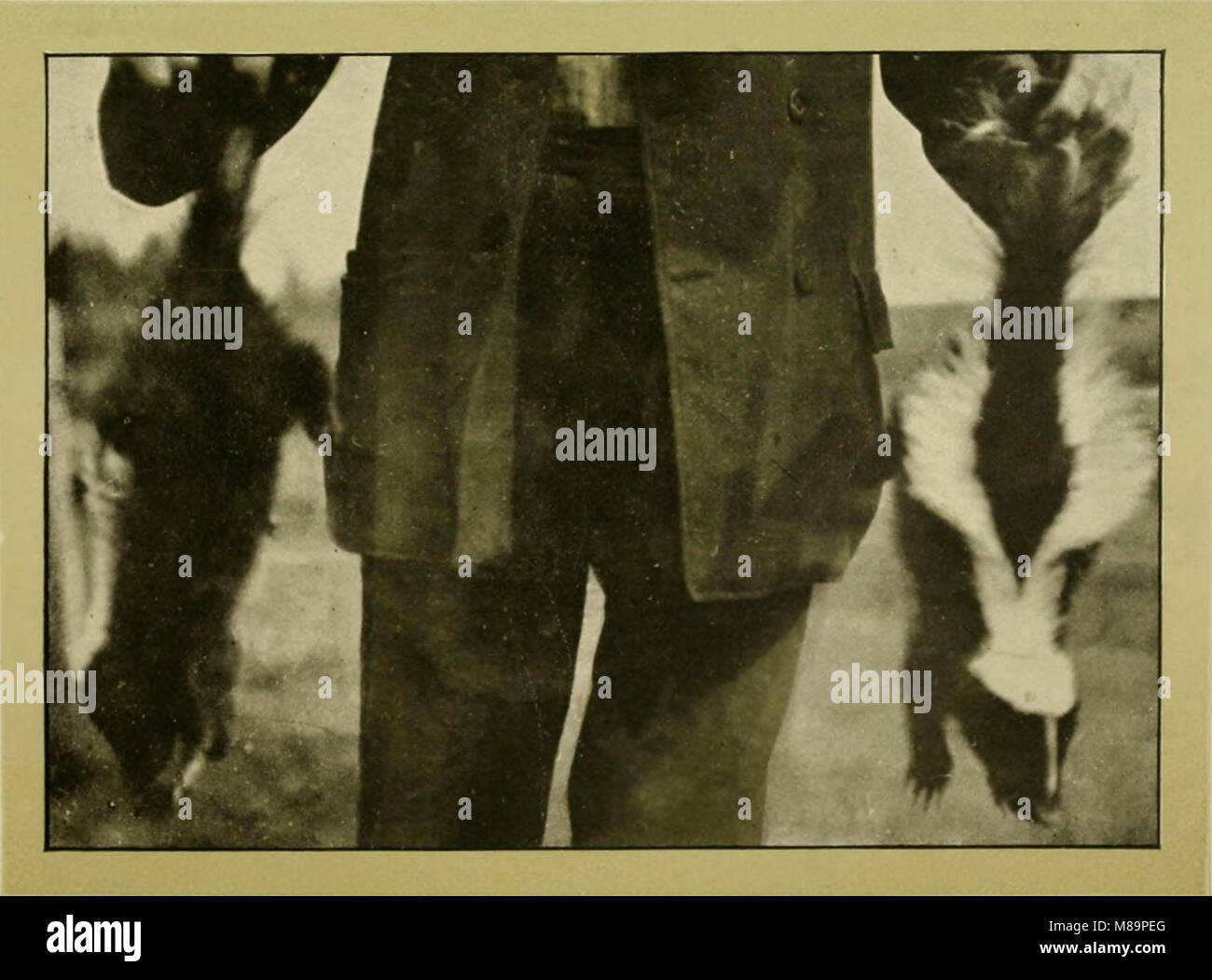 Fur-farming in Canada (1914) (14763481612 Stock Photo - Alamy