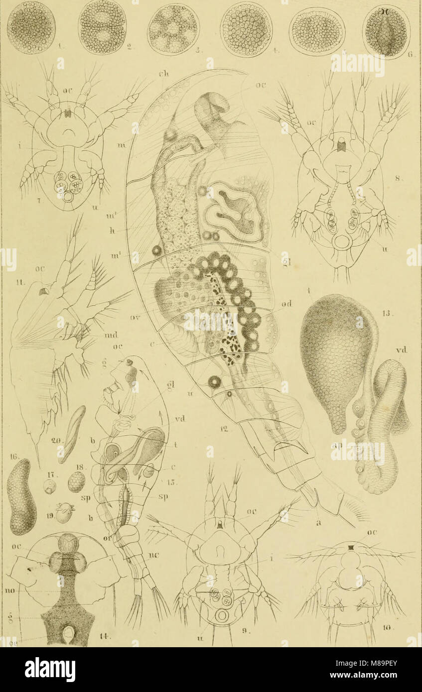 *Die Klassen und Ordnungen der Arthropoden* (1866) is a scientific work ...