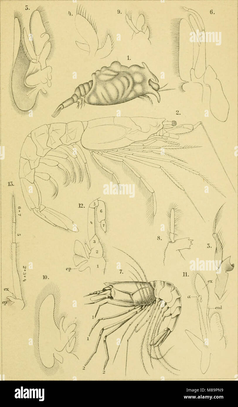 This 1866 work provides a scientific classification of arthropods ...