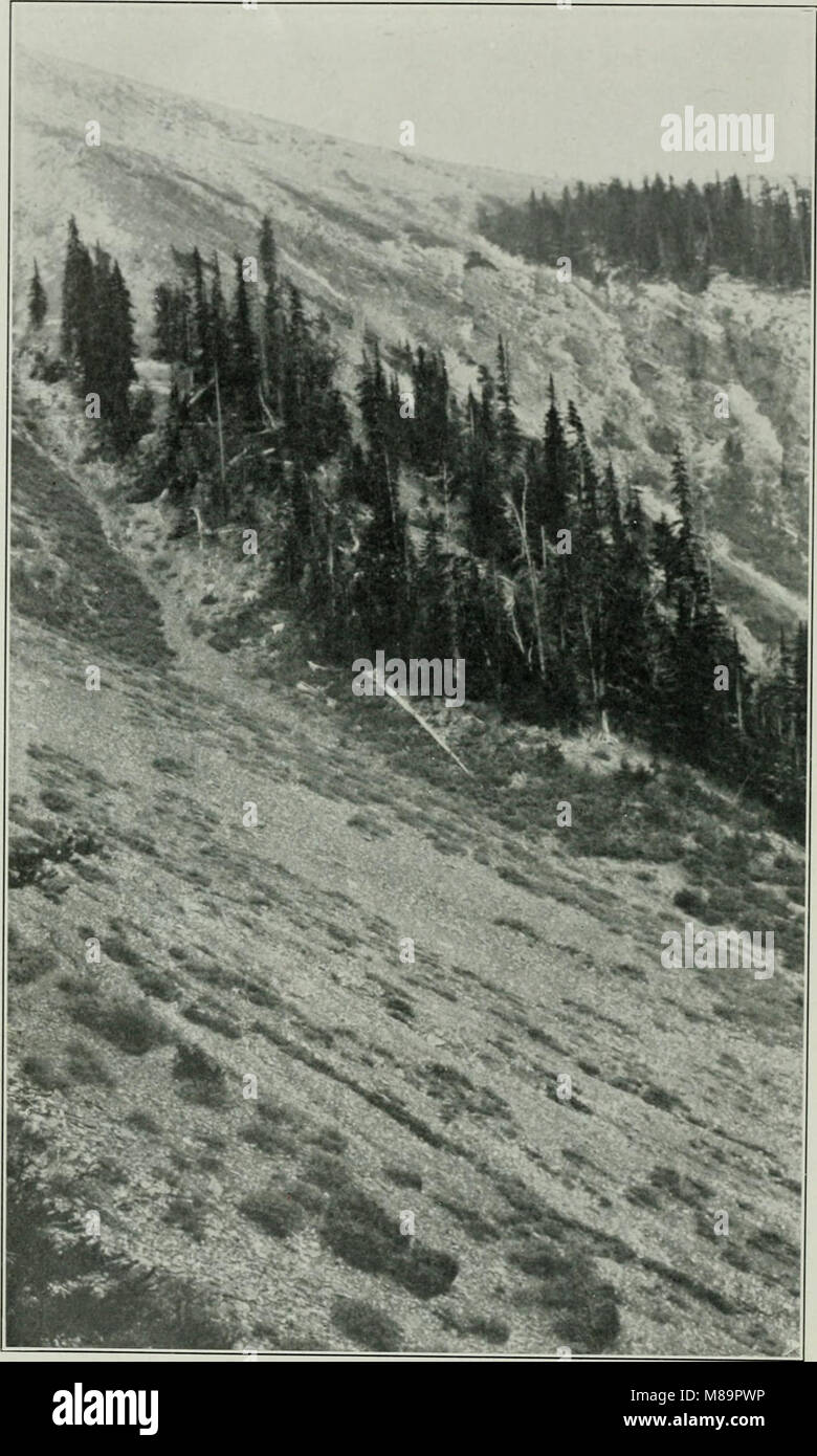 Conservation fish birds game hi-res stock photography and images - Alamy