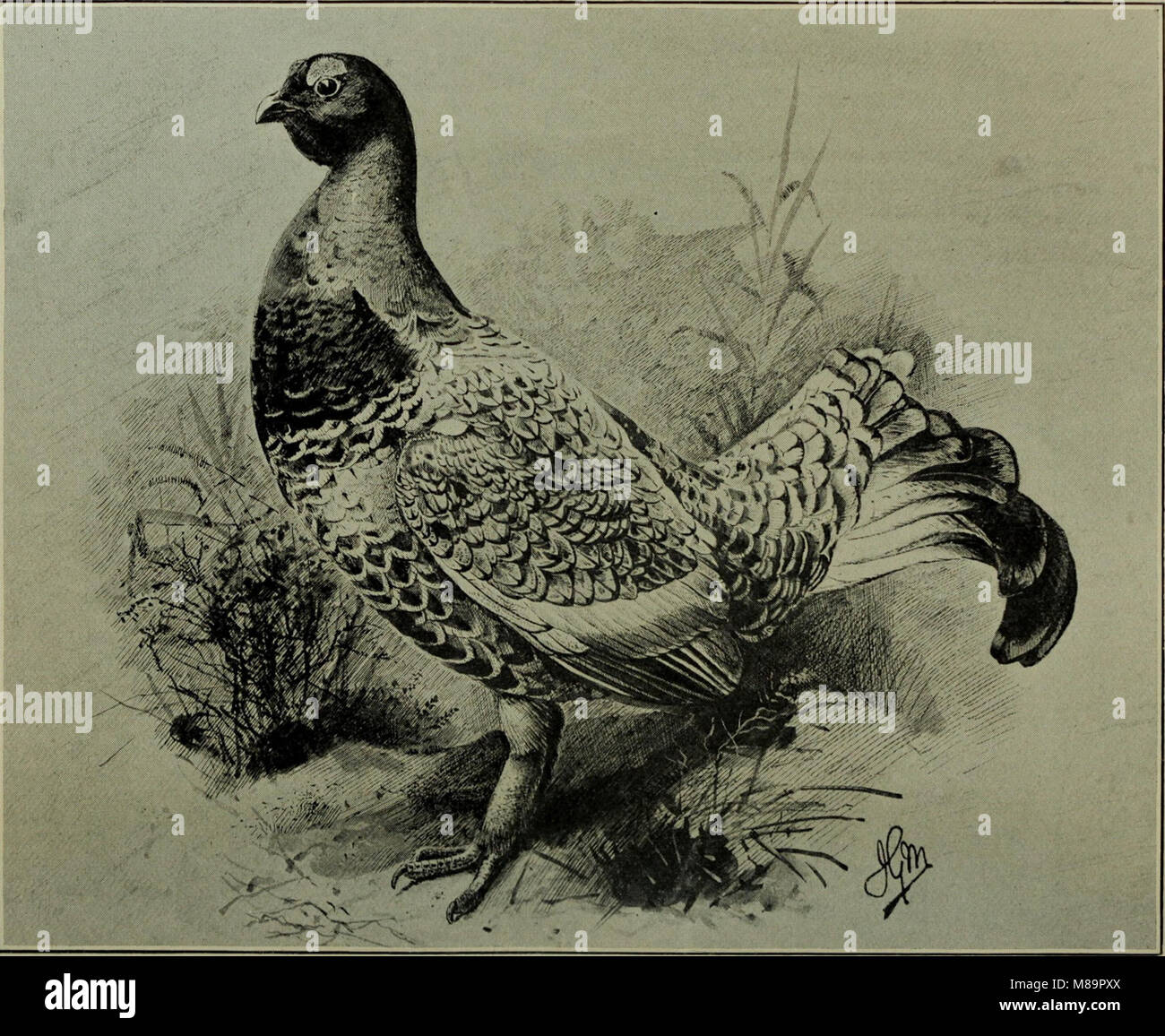 The 1894 book 'Game Birds and Shooting-Sketches' illustrates various ...