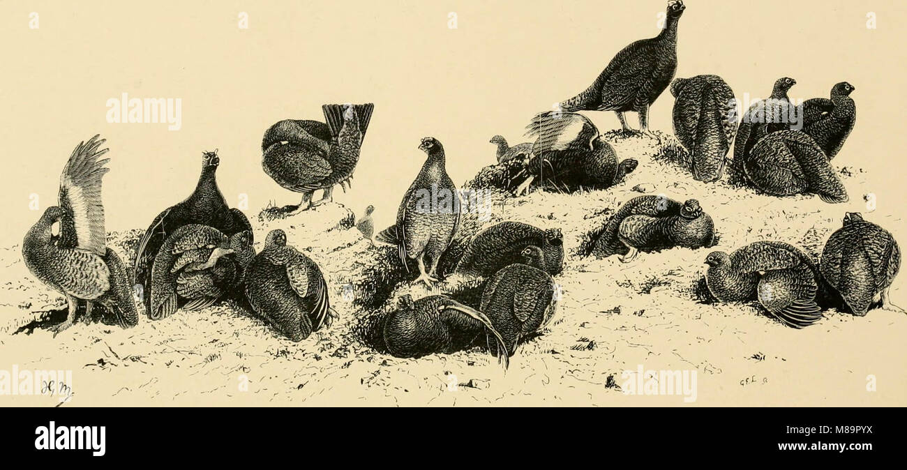 Game birds and shooting-sketches - illustrating the habits, modes of ...