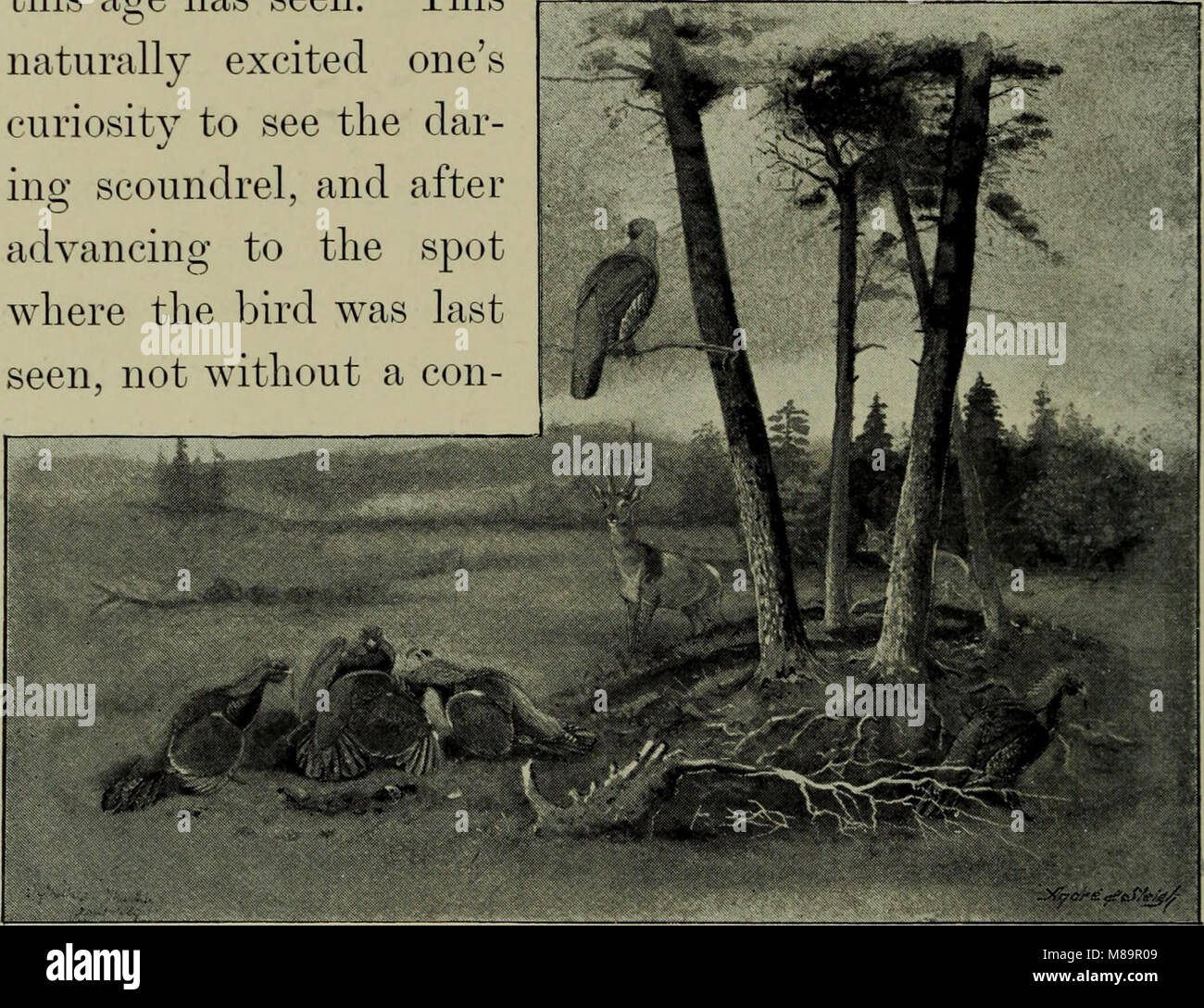 A 1894 book detailing the habits, hunting methods, plumage stages, and ...