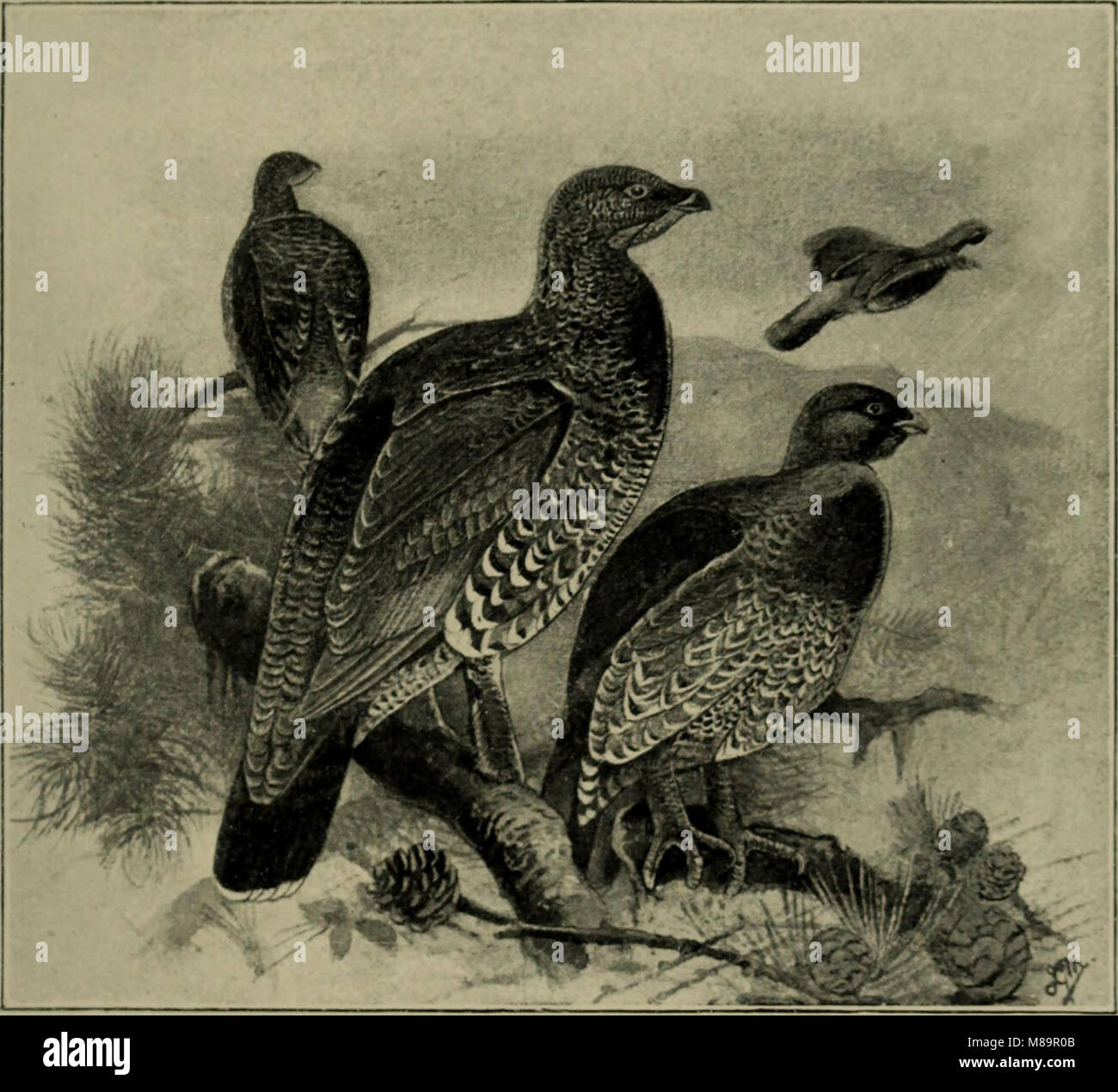 Game birds and shooting-sketches - illustrating the habits, modes of ...