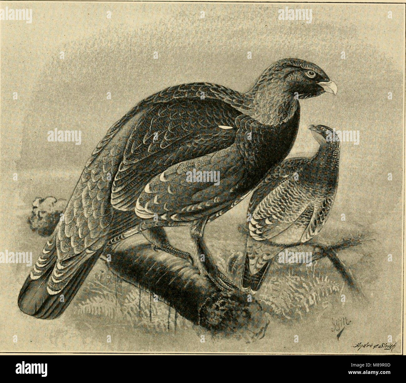 'Game Birds and Shooting-Sketches' (1894) provides illustrations and ...