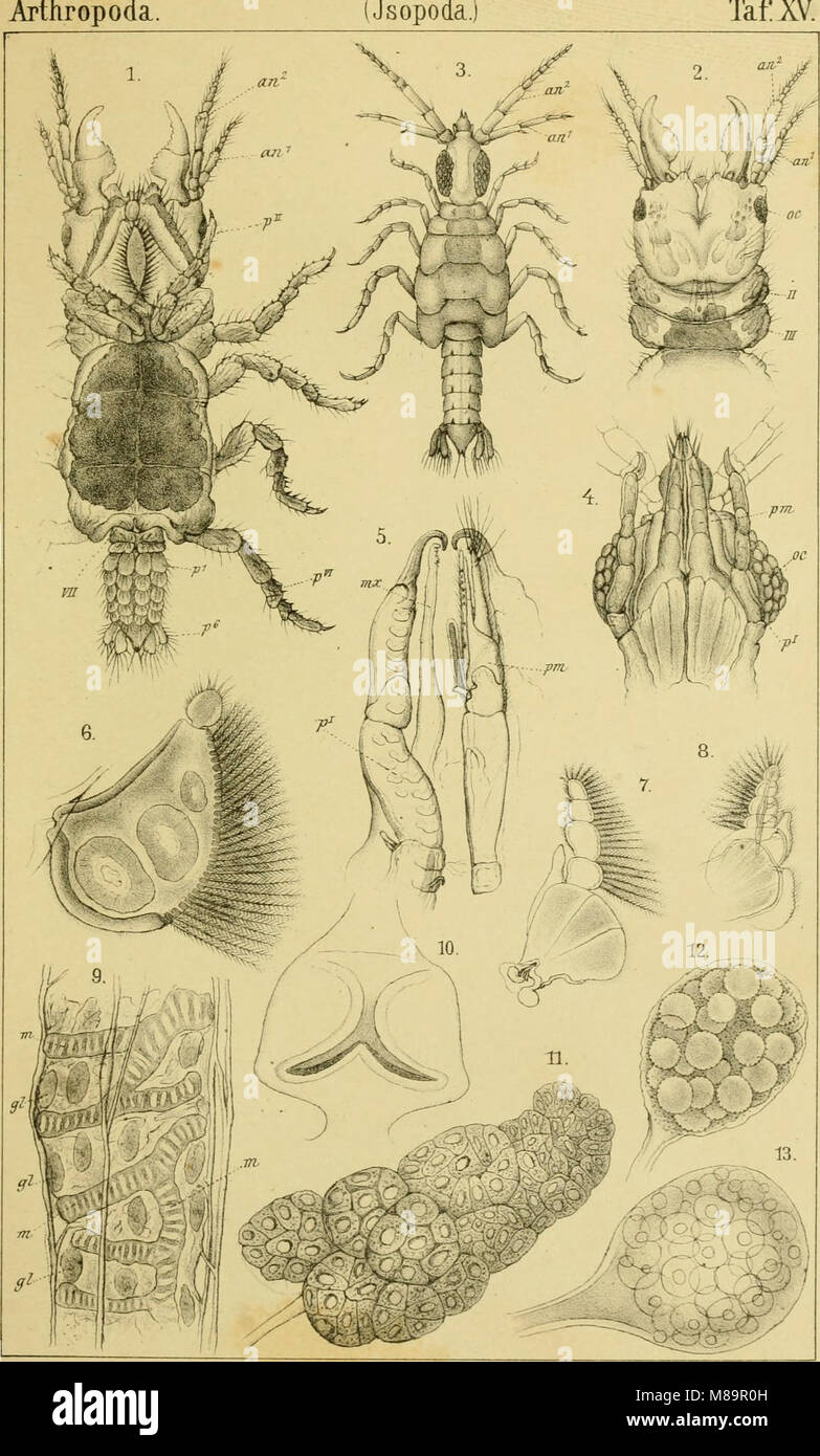 'Die Klassen und Ordnungen der Arthropoden' (1866) is a scientific work ...