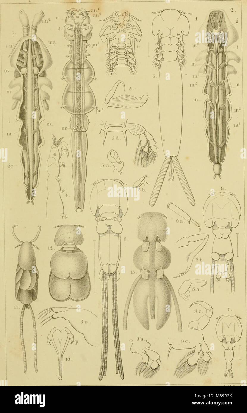 Various marine arthropods hi-res stock photography and images - Alamy