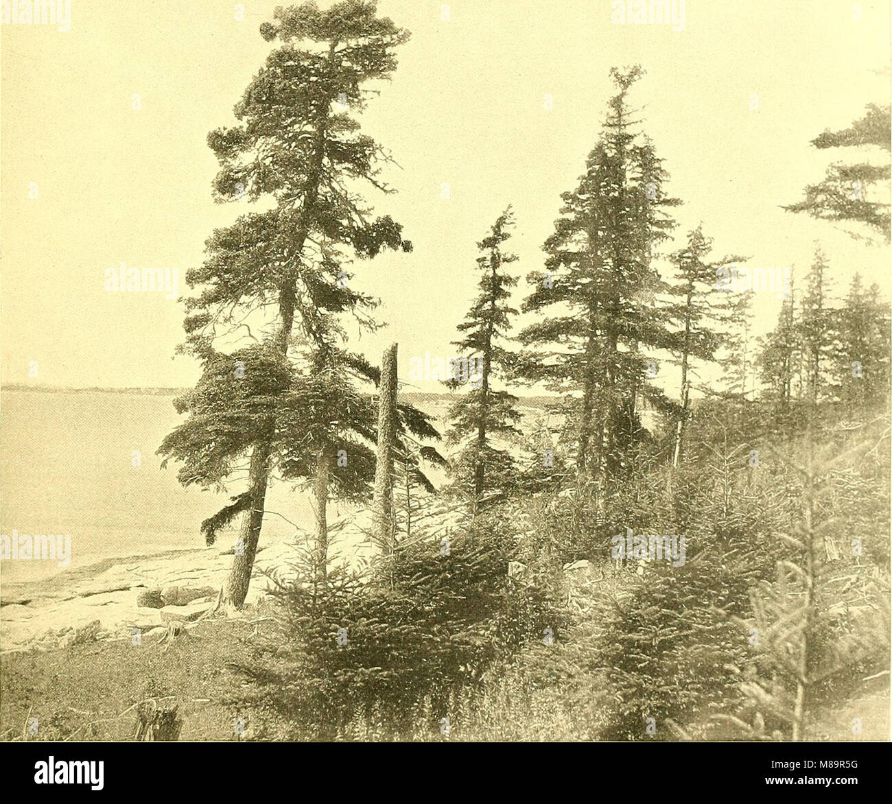 Garden and forest; a journal of horticulture, landscape art and ...