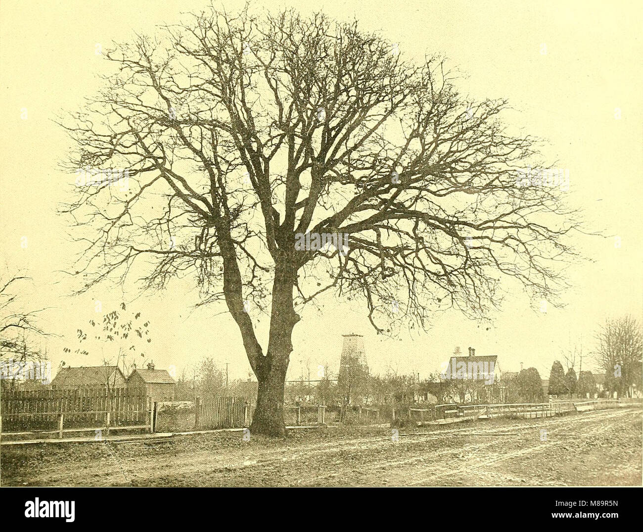 'Garden and Forest' (1896) covers topics related to horticulture ...