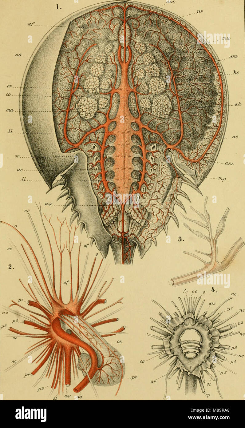 Arthropoden hi-res stock photography and images - Alamy