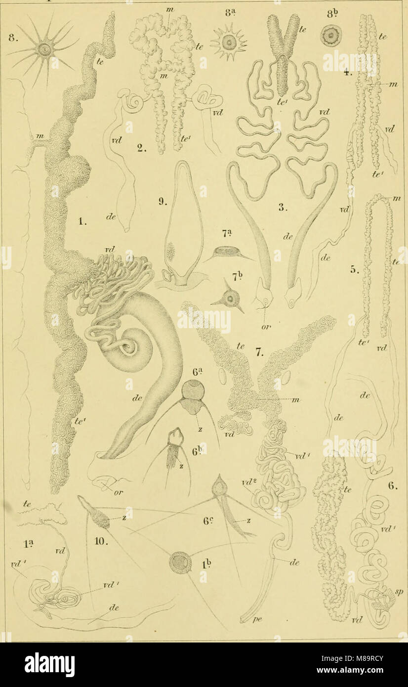 'Die Klassen und Ordnungen der Arthropoden' (1866) is a scientific work ...