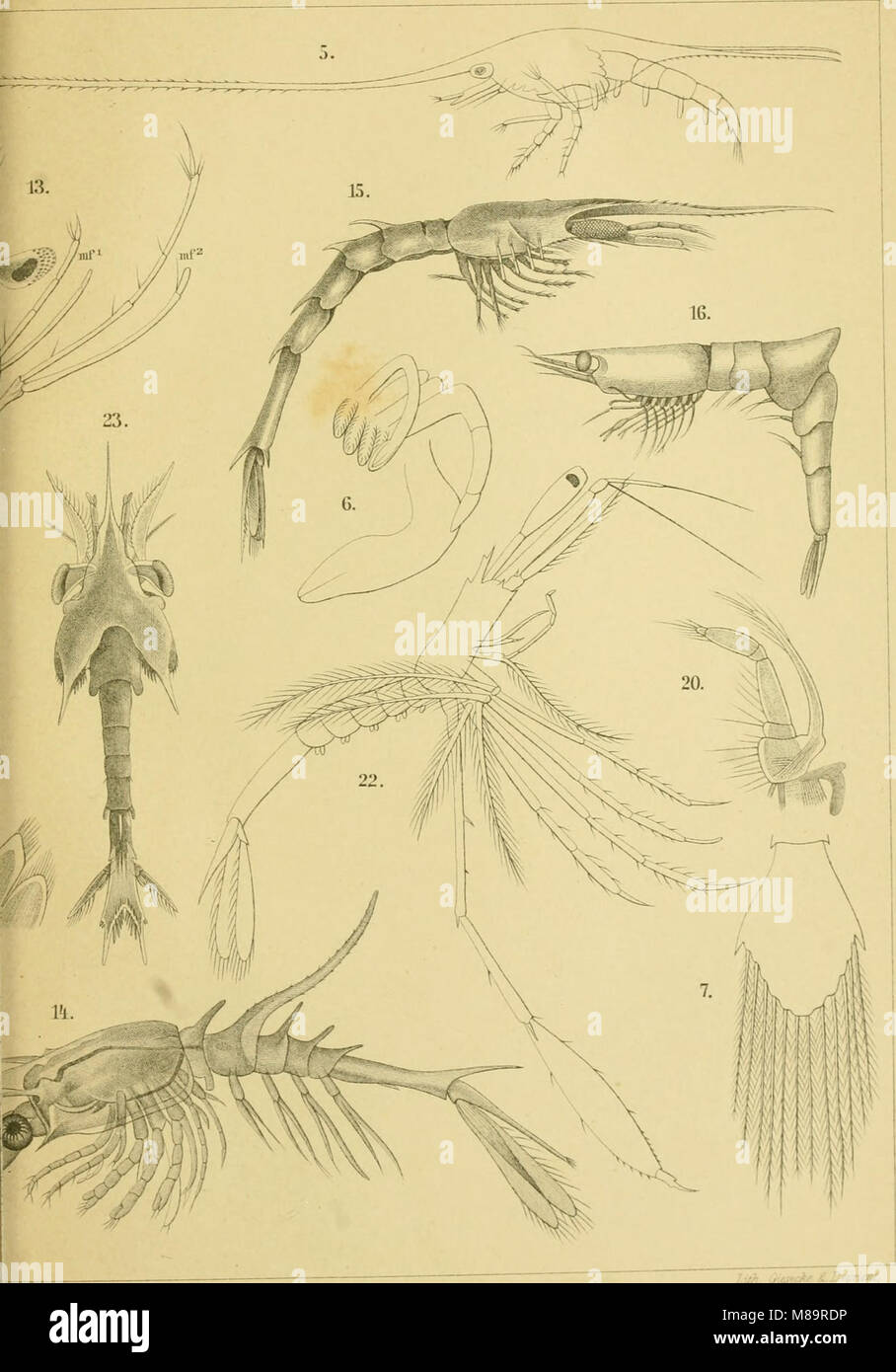 Die Klassen und Ordnungen der Arthropoden - wissenschaftlich ...