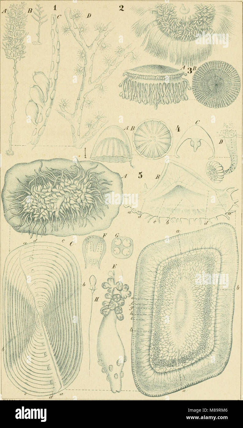 Coral classifications hi-res stock photography and images - Alamy