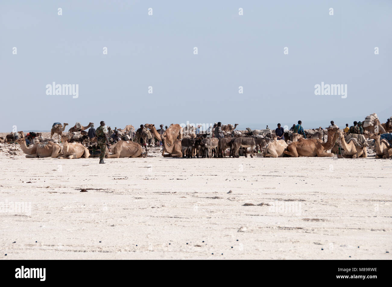 Caravan of camels on a halt in the white desert of Danakil, the animals ...