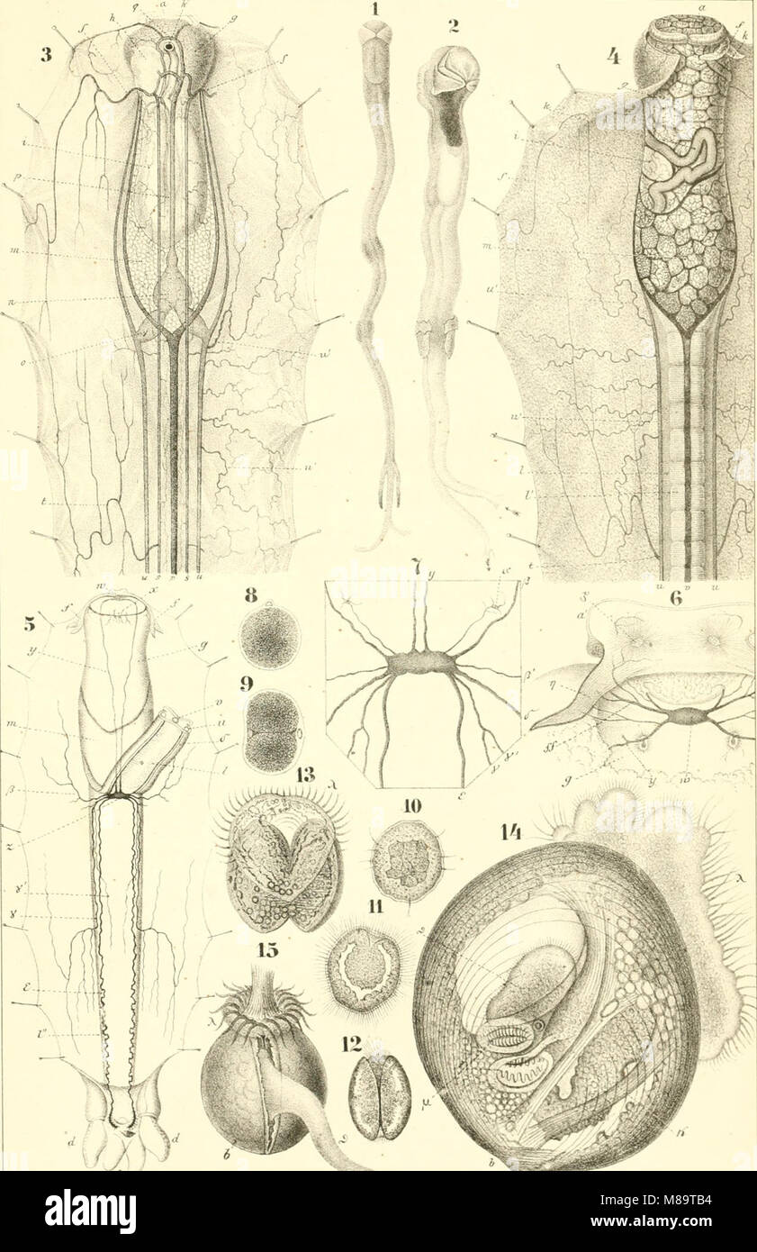 This 1862 work, titled 'The Classes and Orders of Mollusks,' presents a ...