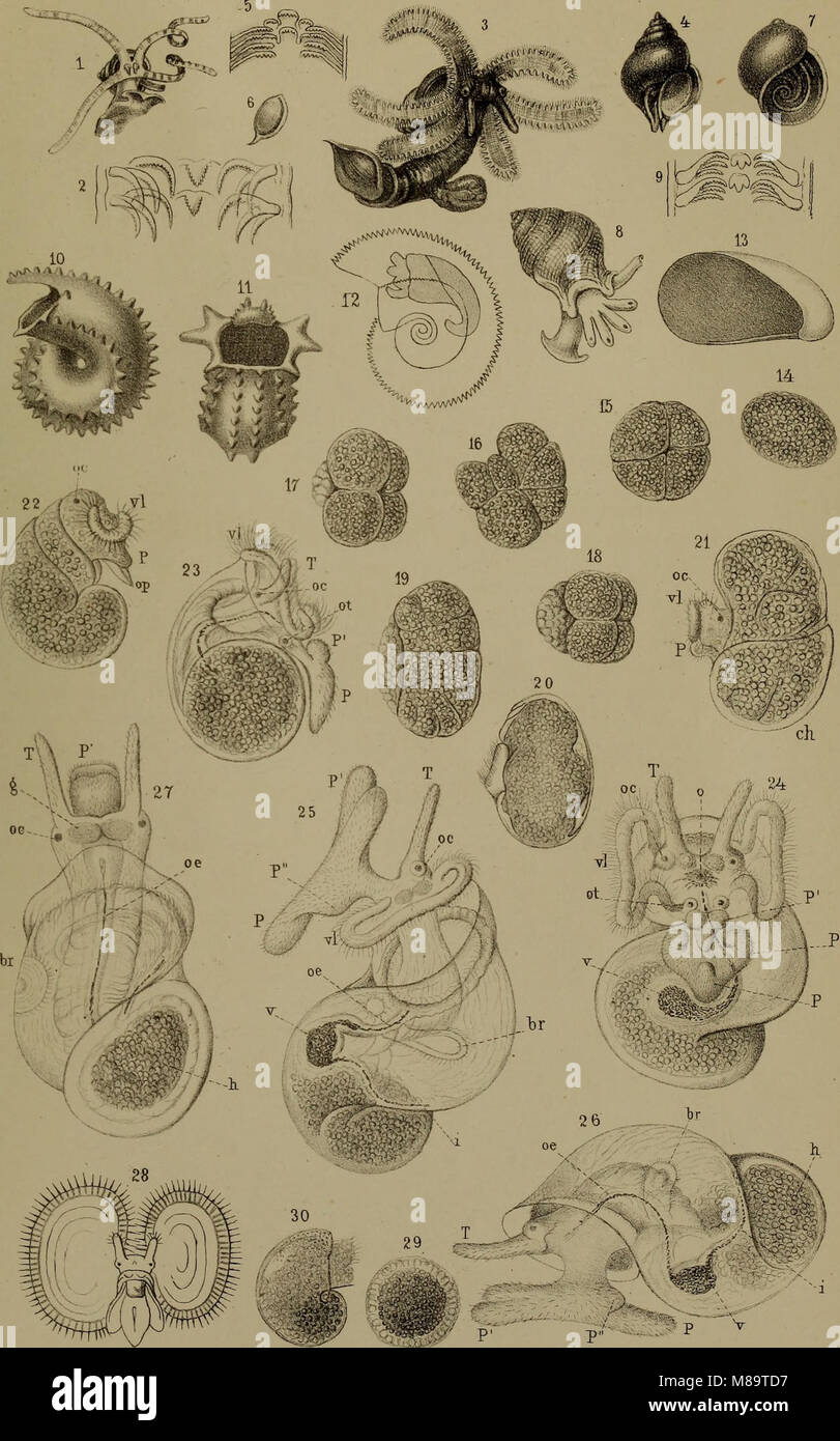 This 1862 work, 'Die Klassen und Ordnungen der Weichthiere (Malacozoa ...