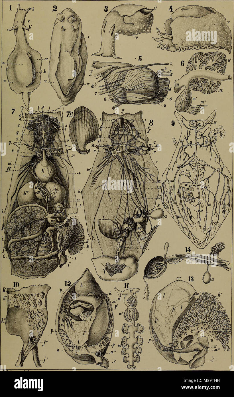 This work presents a detailed scientific classification of mollusks ...