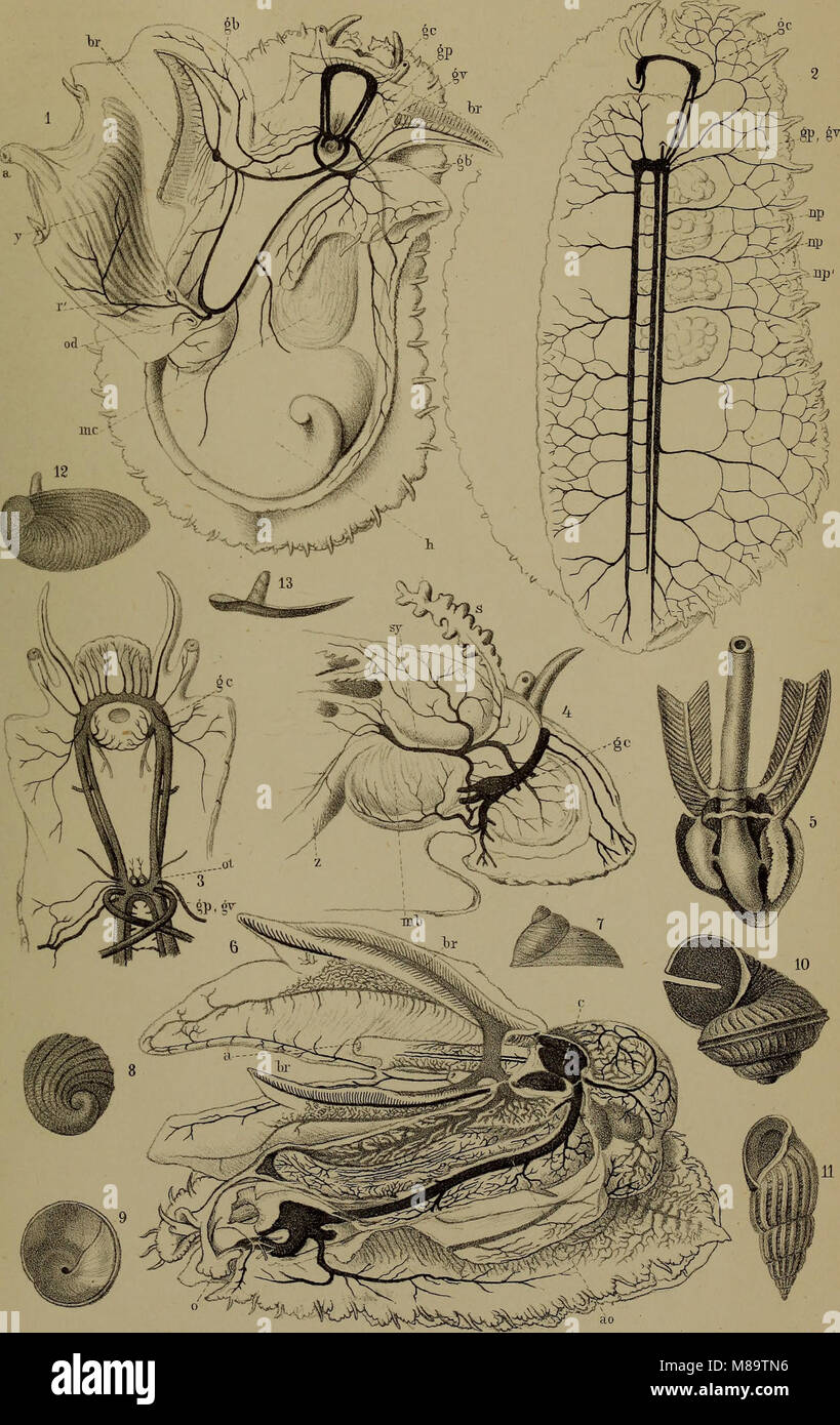 This 1862 work provides a scientific classification of mollusks ...