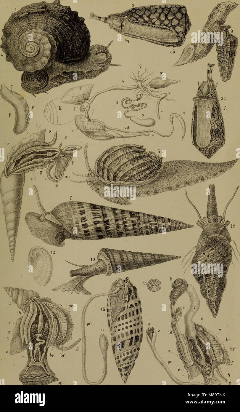 'Die Klassen und Ordnungen der Weichthiere (Malacozoa)' (1862) is a ...