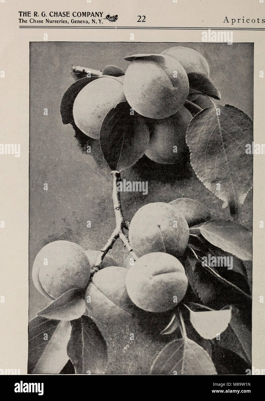 This 1902 catalogue provides an extensive listing of fruit and ...