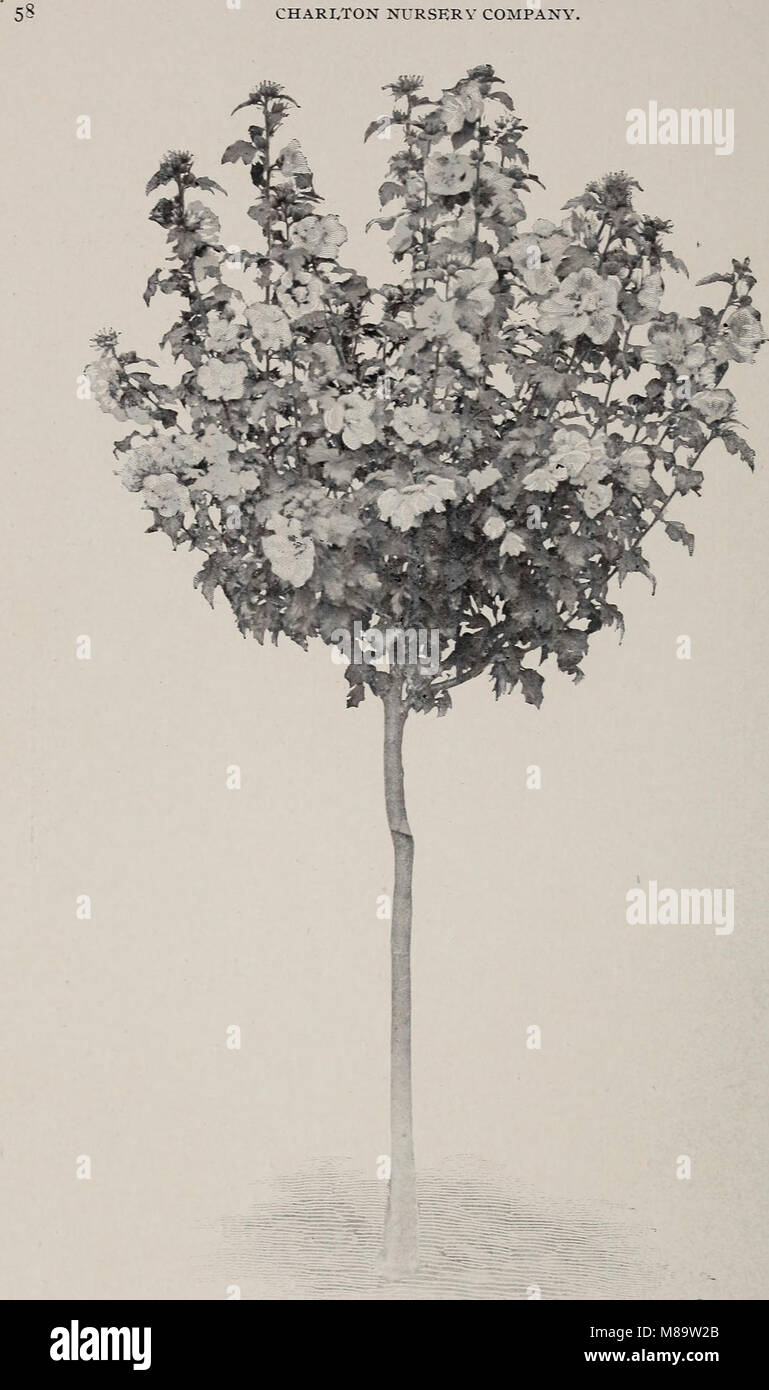 This 1902 catalog offers a comprehensive guide to the classification ...