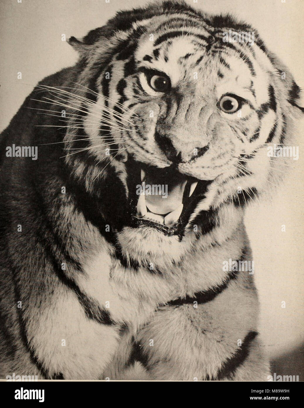 The 'General Guide to the Exhibition Halls of the American Museum of ...