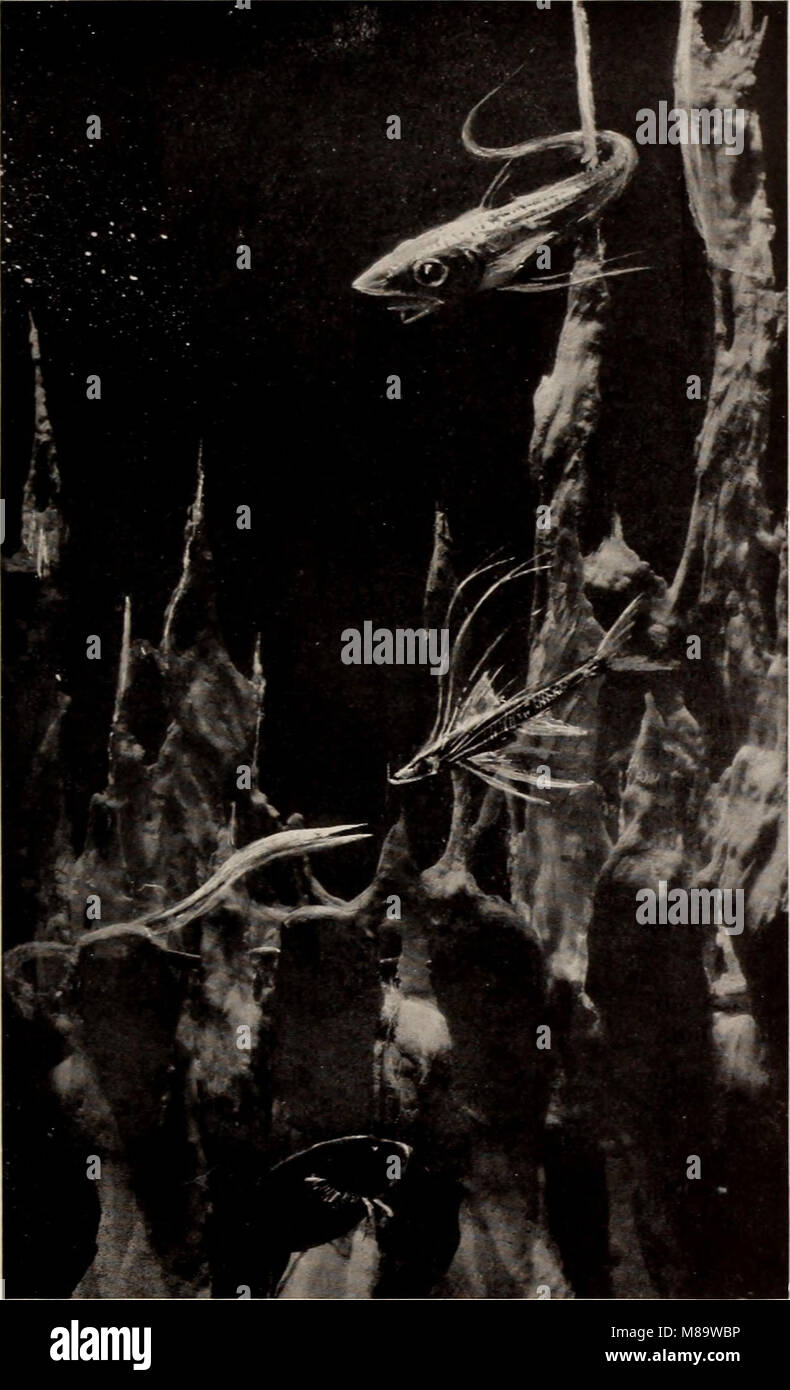 This 1911 guide provides detailed information about the exhibition ...