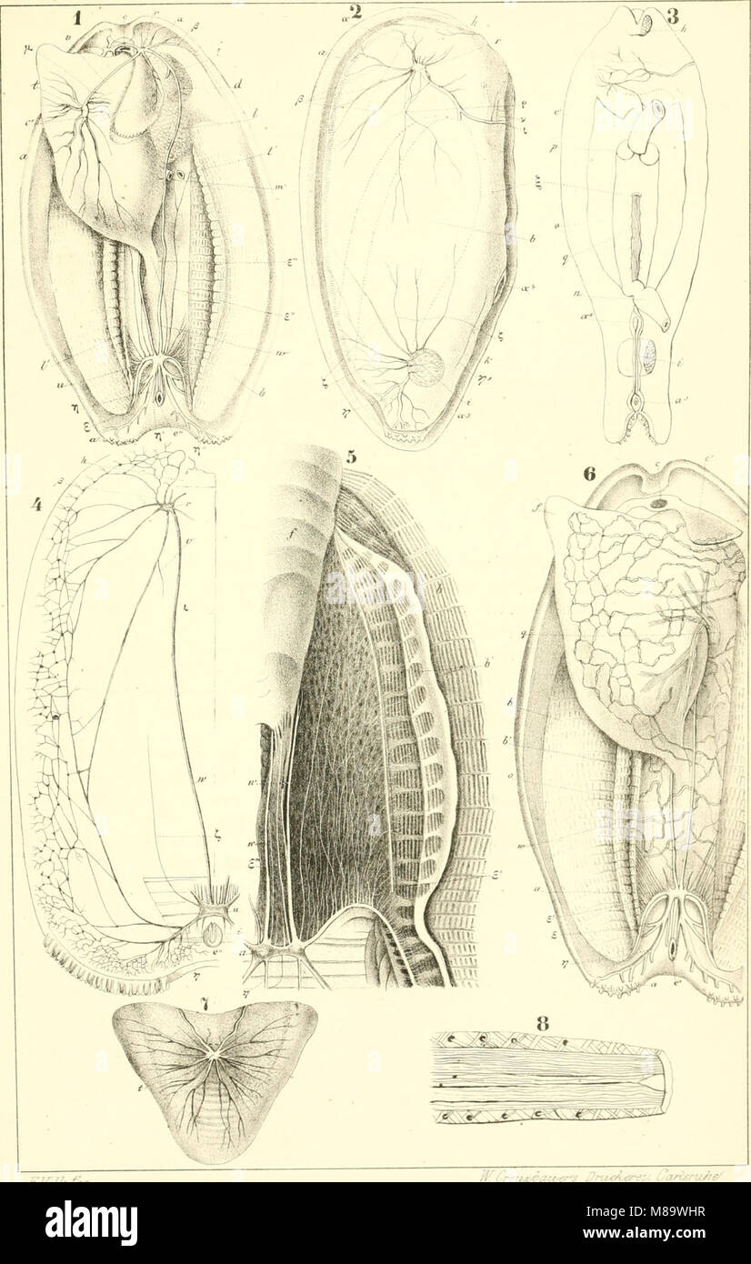 This 1862 work presents the classification and order of mollusks ...