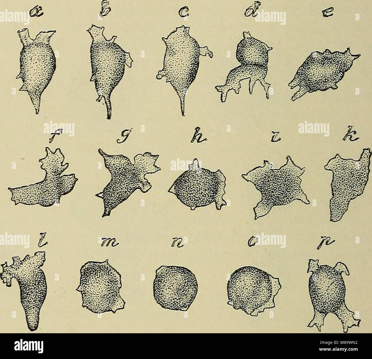 'General Physiology' (1899) provides a detailed introduction to the ...
