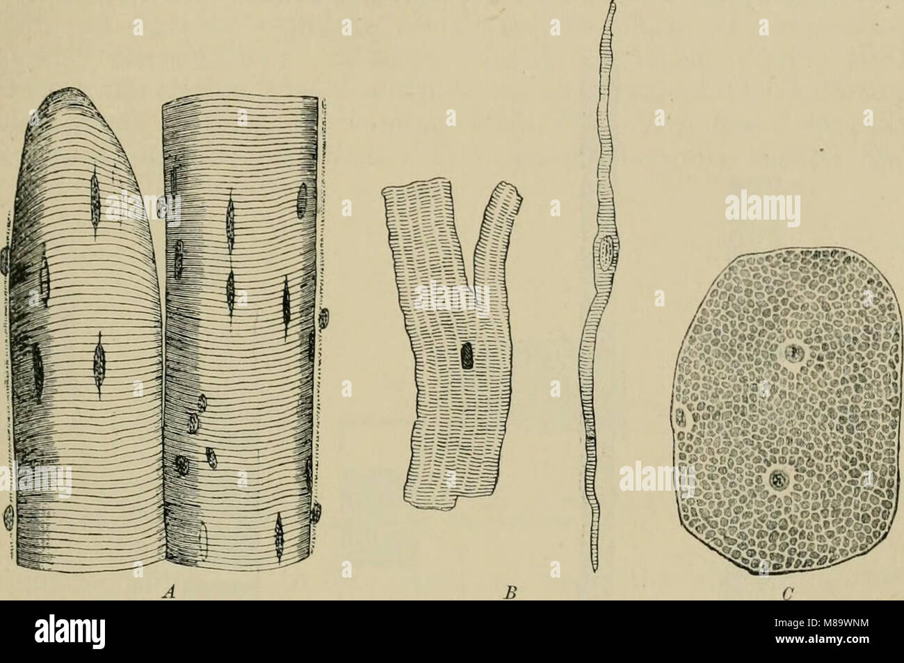 General physiology; an outline of the science of life (1899 ...