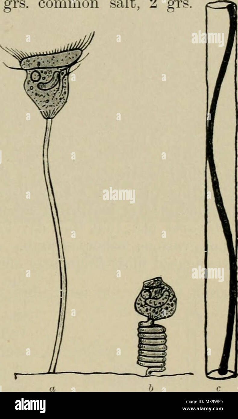 General Physiology (1899) outlines the fundamental principles of life ...