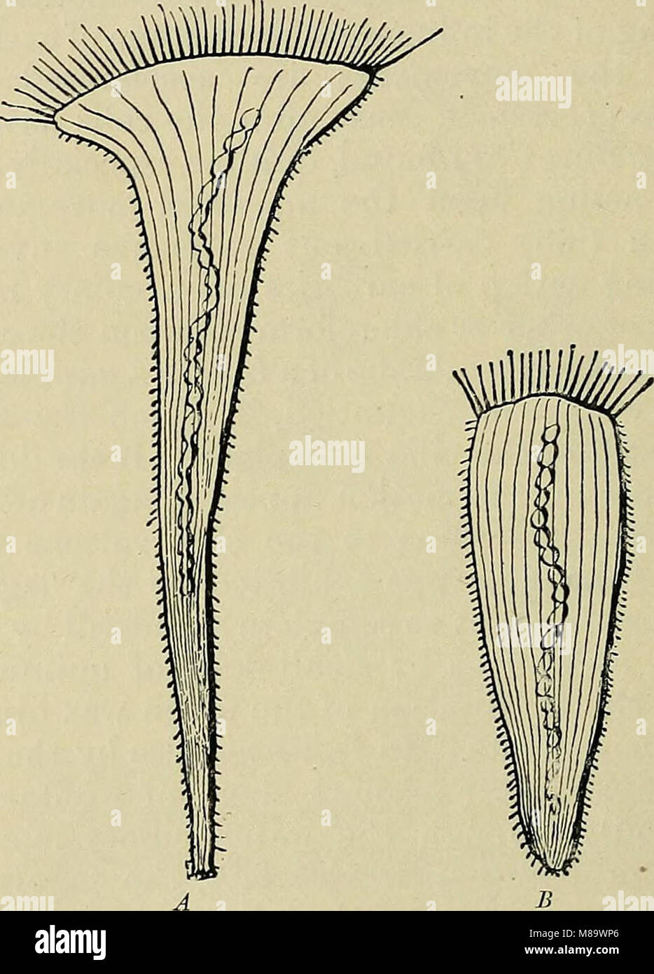 'General Physiology' (1899) provides a broad overview of the science of ...